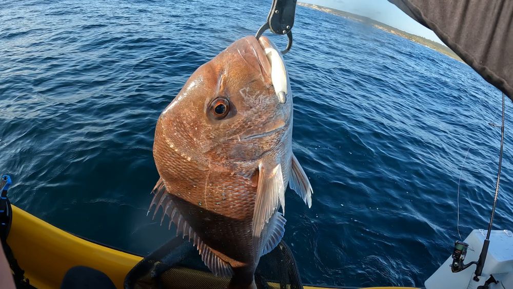 BIG RED!! - Fishing Reports - DECKEE Community