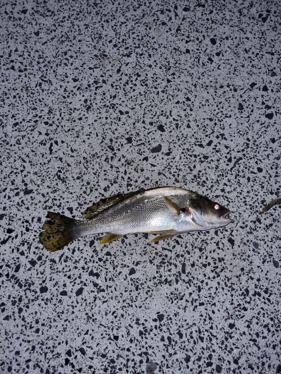 Berowra Waters - Baby Jew - Fishing Reports - DECKEE Community