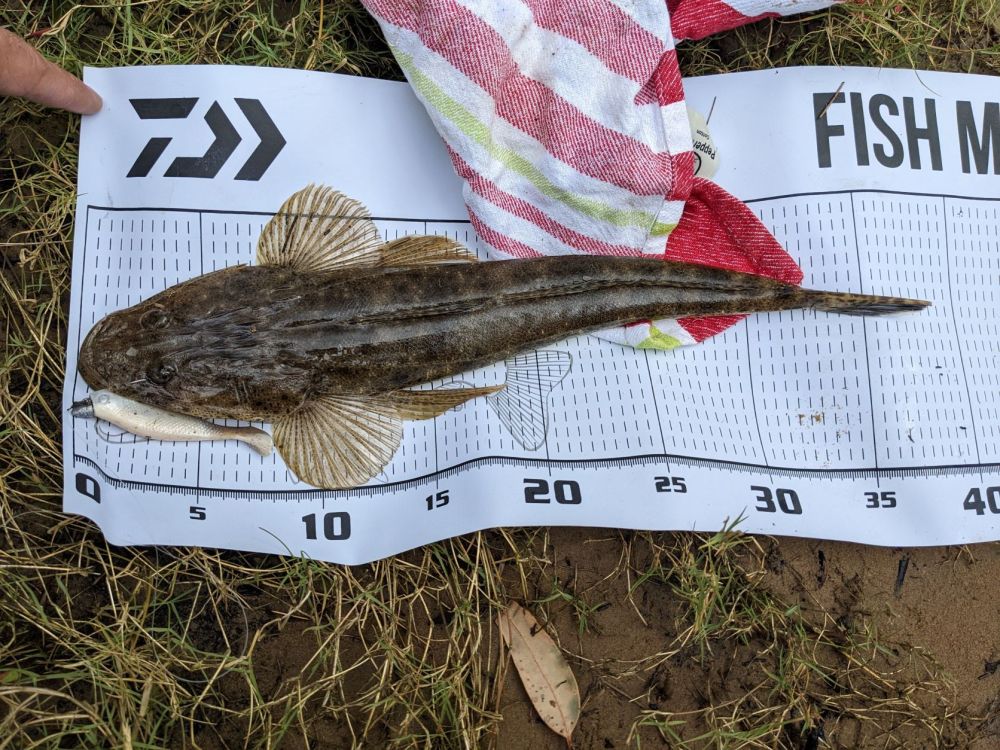 Georges River 12/12 - Windy Afternoon Flattie - Fishing Reports ...