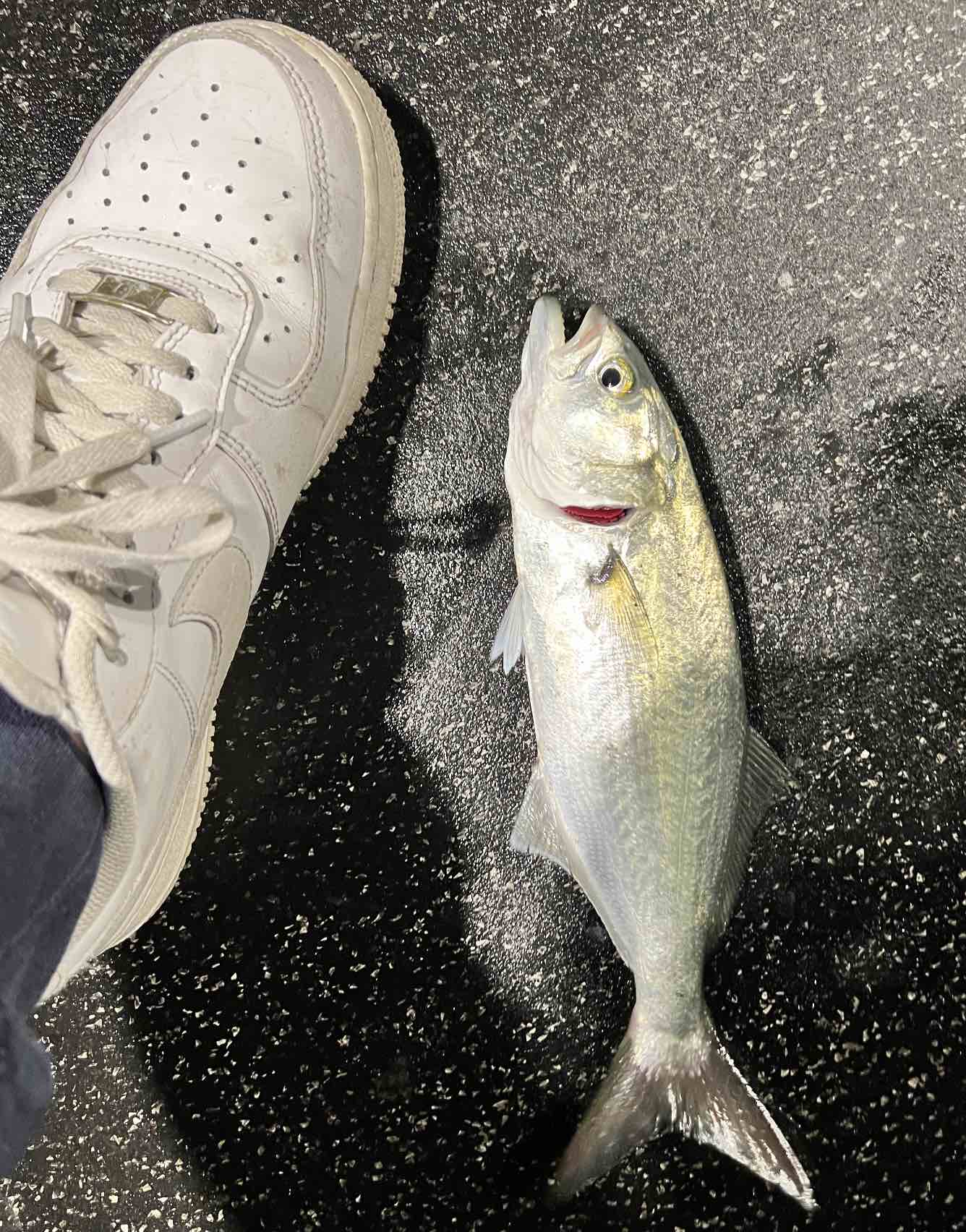 Lure on yakkas - Fishing Chat - DECKEE Community