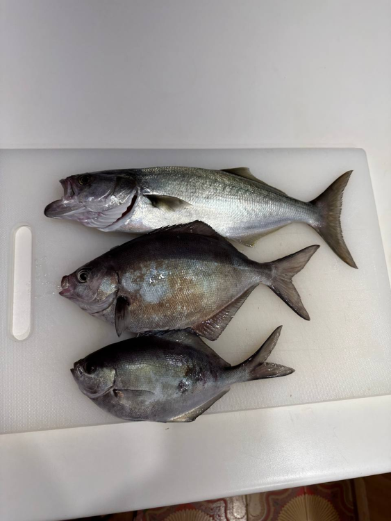 Noname fish, Port Hacking river(Silver Sweep) - The Aquarium - DECKEE ...