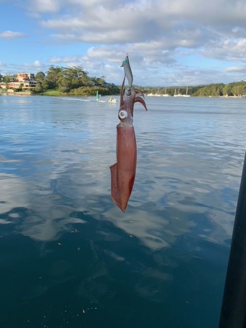 First Edible Australian Catch! - Fishing Reports - DECKEE Community