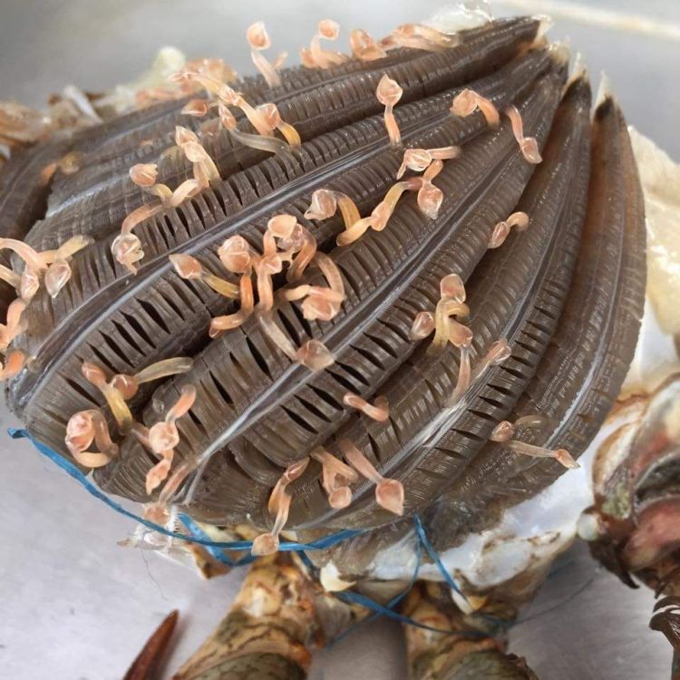Crab Gills barnacles? - Fishing Chat - DECKEE Community