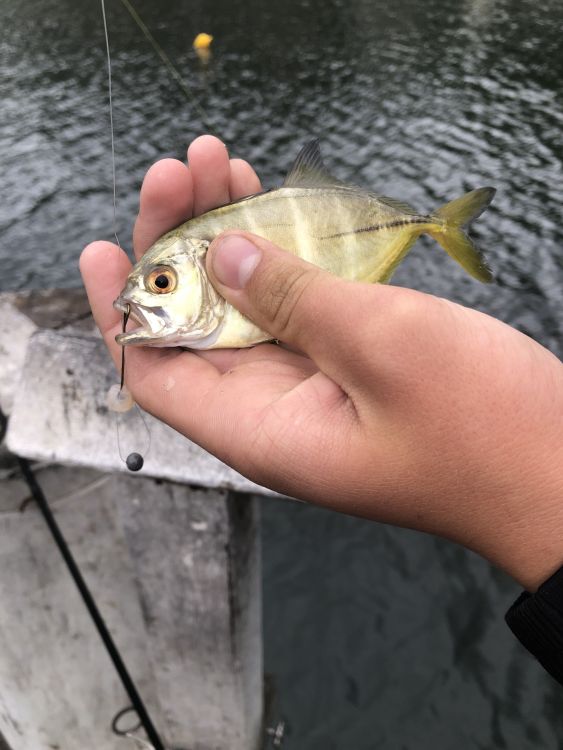 Trevally of sorts (Giant Trevally) Juvenile. - The Aquarium - DECKEE ...