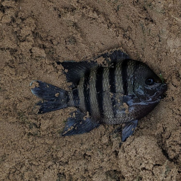 Stripey fish (Bengal Sergeant) - The Aquarium - DECKEE Community