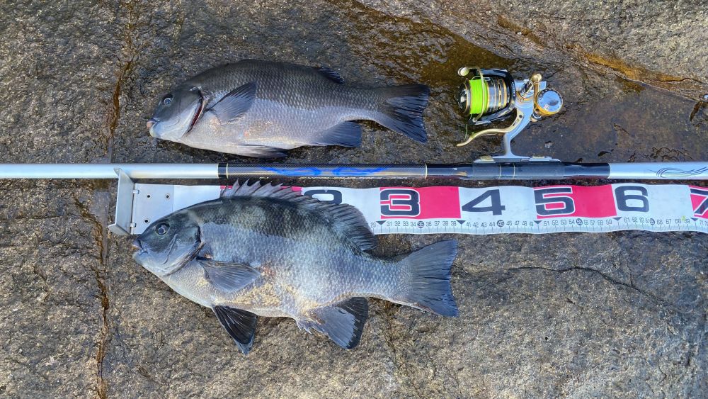 Floating line for Luderick - Tackle Talk - DECKEE Community