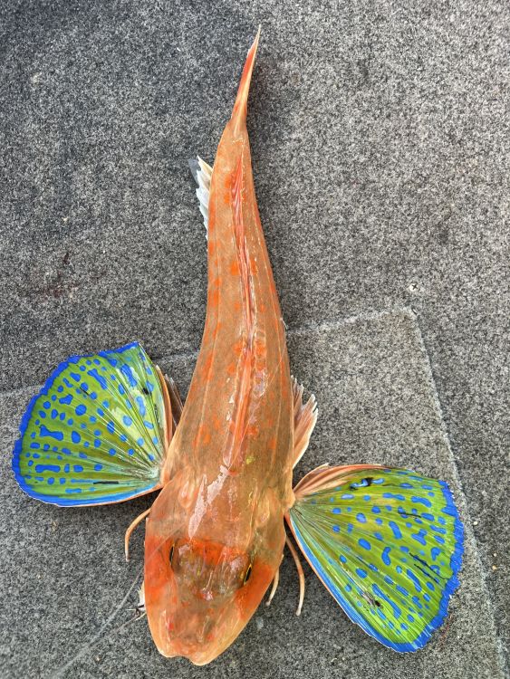 Flatties and unusual by catch - Saltwater Fishing Reports - DECKEE ...