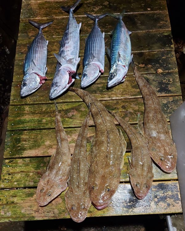 Bate Bay - Saltwater Fishing Reports - DECKEE Community