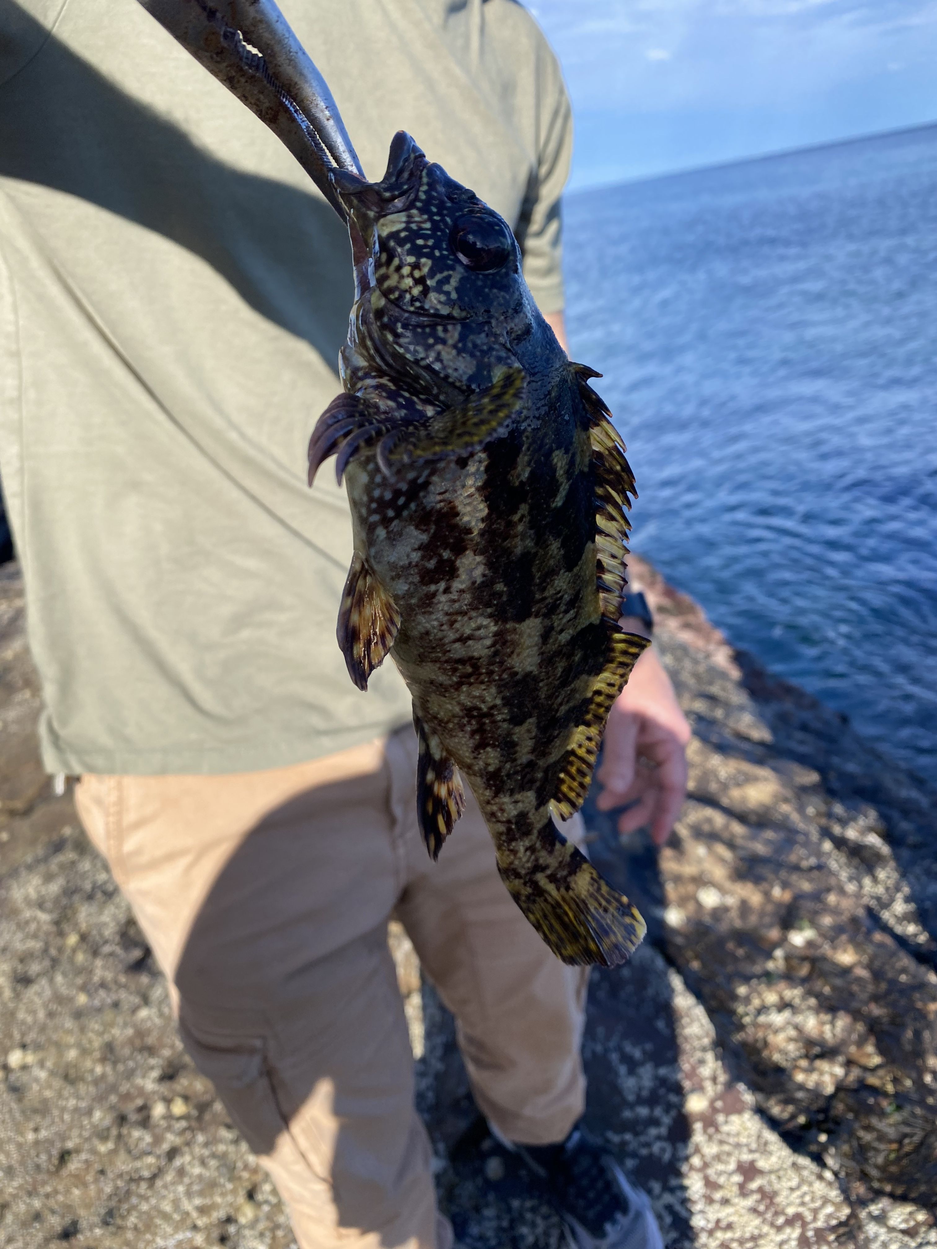 Avalon beach syd north rocks - Saltwater Fishing Reports - DECKEE Community