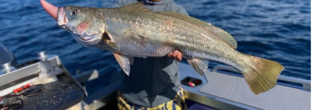 Snapper, Trag, Jewfish, Pearl Perch, Pigfish and an unexpected visitor ...