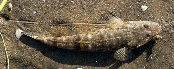 Etude in Shrimp and the Figtree Flattie Fingerling Quartet - Saltwater ...