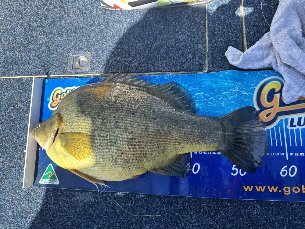 Windermere dam trip - Freshwater Fishing Reports - DECKEE Community