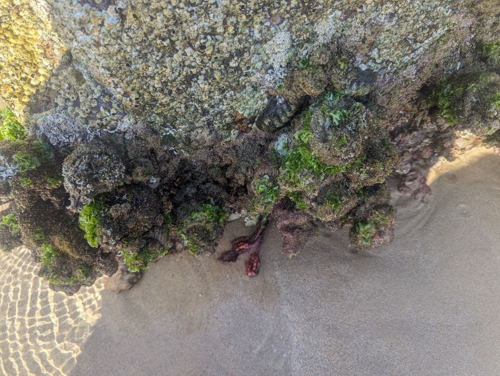 Luderick weed - Saltwater Fishing Chat - DECKEE Community