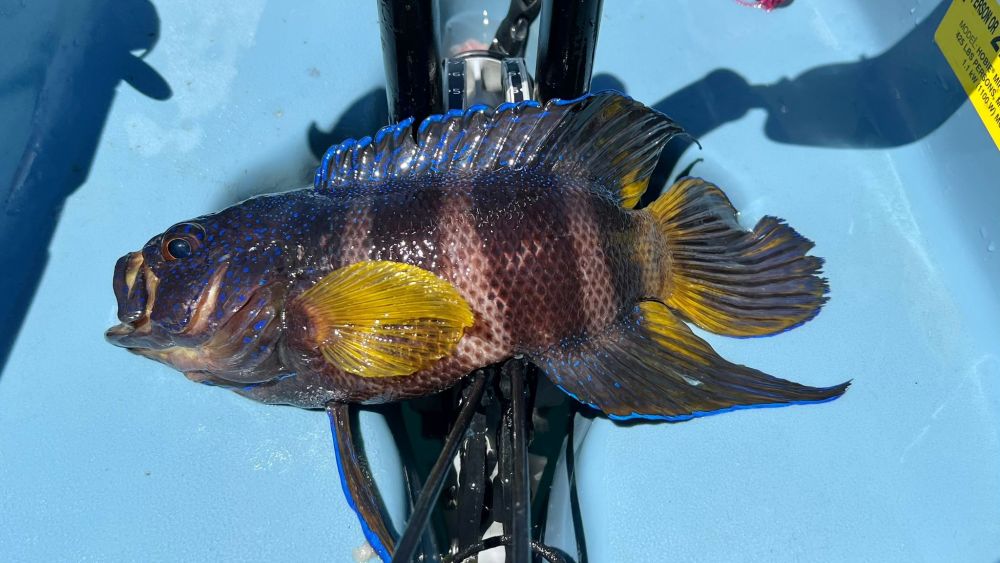 Plan B and a rare catch an Eastern Blue Devil Fish - Saltwater Fishing ...