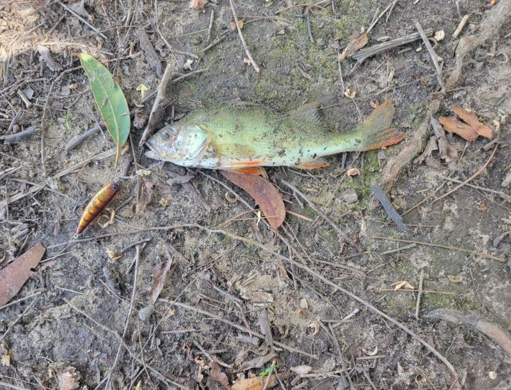 Manly dam - a number of firsts! - Freshwater Fishing Reports - DECKEE ...