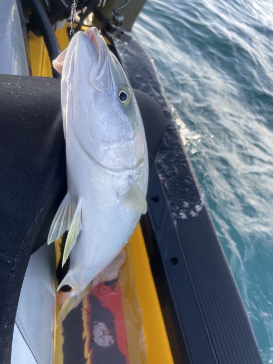 92cm Cronulla Sambo! - Saltwater Fishing Reports - DECKEE Community
