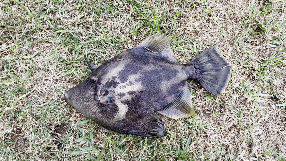 Getting busted off by a big fish & catching a few new species ...