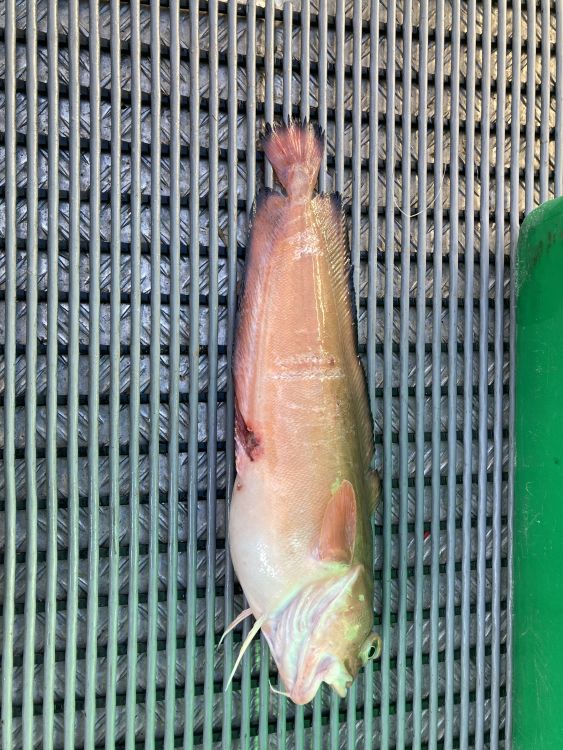 Another on the 12 mile (Bastard Red Cod) - The Aquarium - DECKEE Community