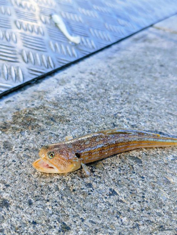 Finally - First Flathead on a Soft Plastic - Saltwater Fishing Reports ...