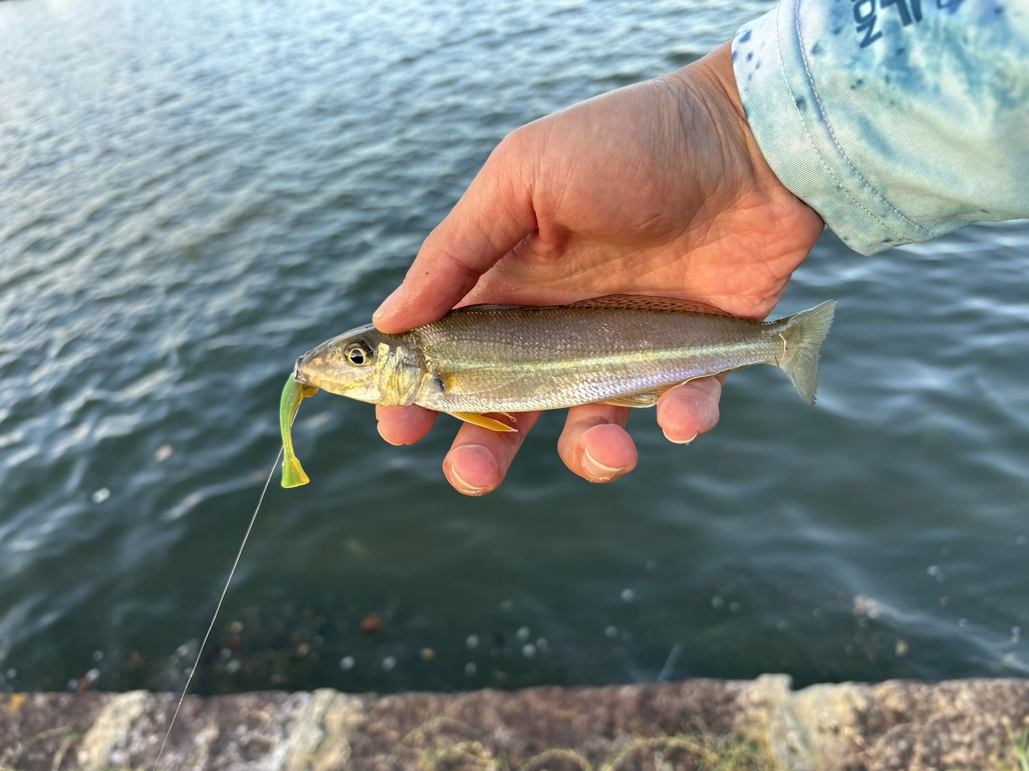 Meeting Little Flatty & buying a new rod - Saltwater Fishing Reports ...