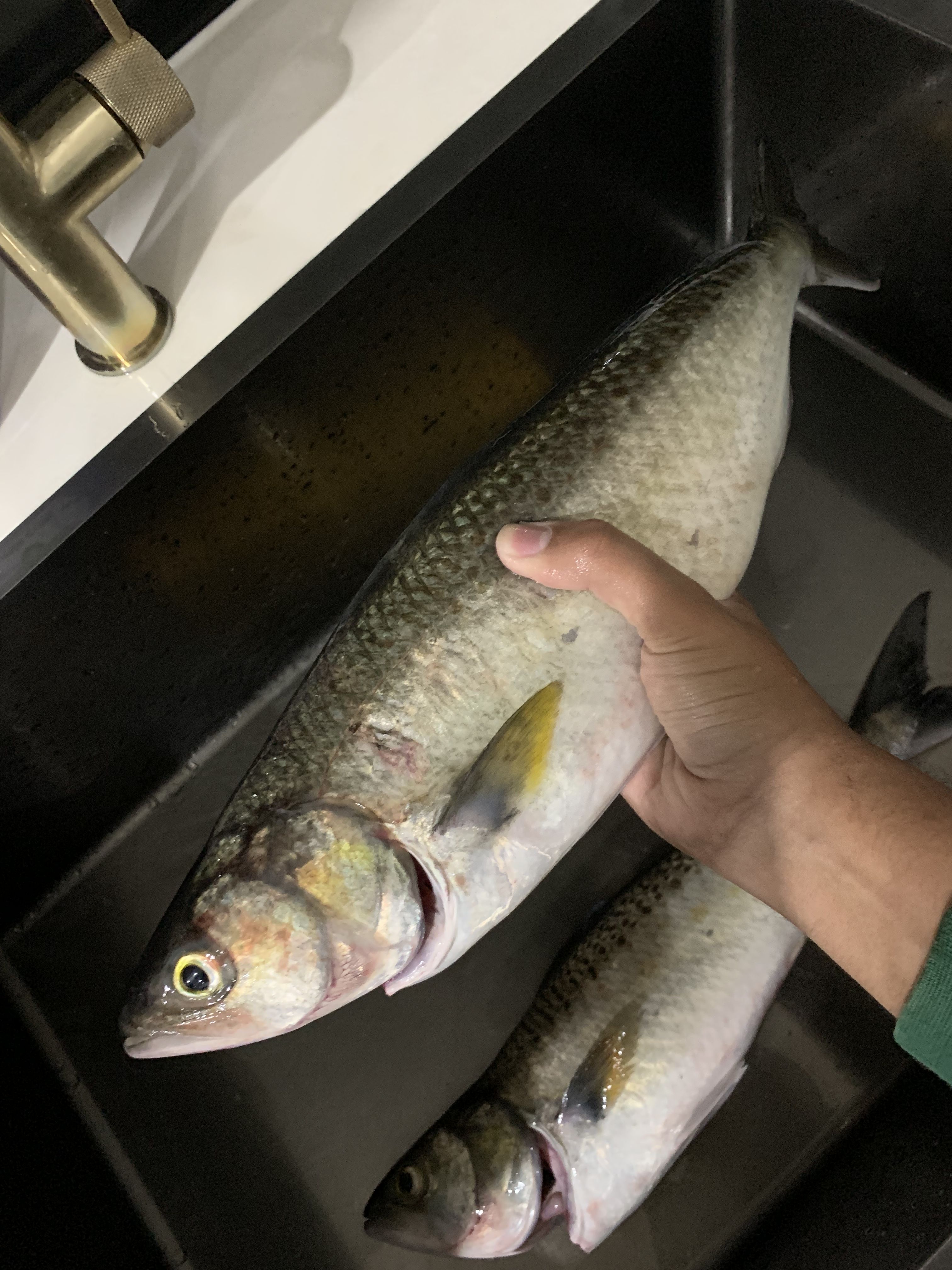 Sambo surprise at Bayview - Saltwater Fishing Reports - DECKEE Community