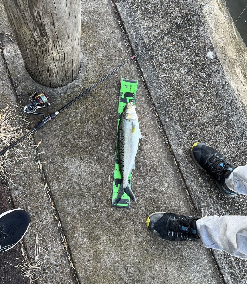 Sambo surprise at Bayview - Saltwater Fishing Reports - DECKEE Community