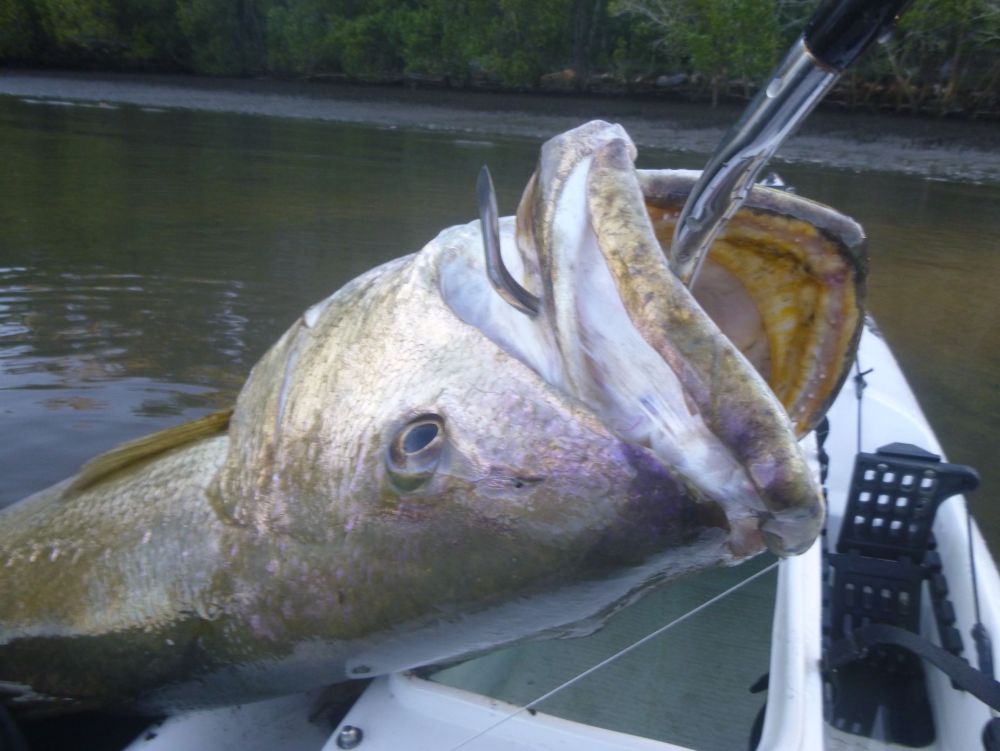 Kayak Fishing-Monster Hawkesbury Jewfish - Saltwater Fishing Reports ...