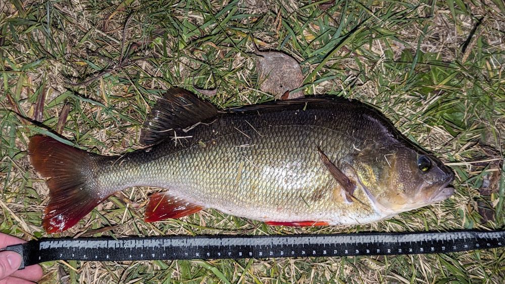 Perch (Redfin) 52cms - Lure Fishing Records - DECKEE Community