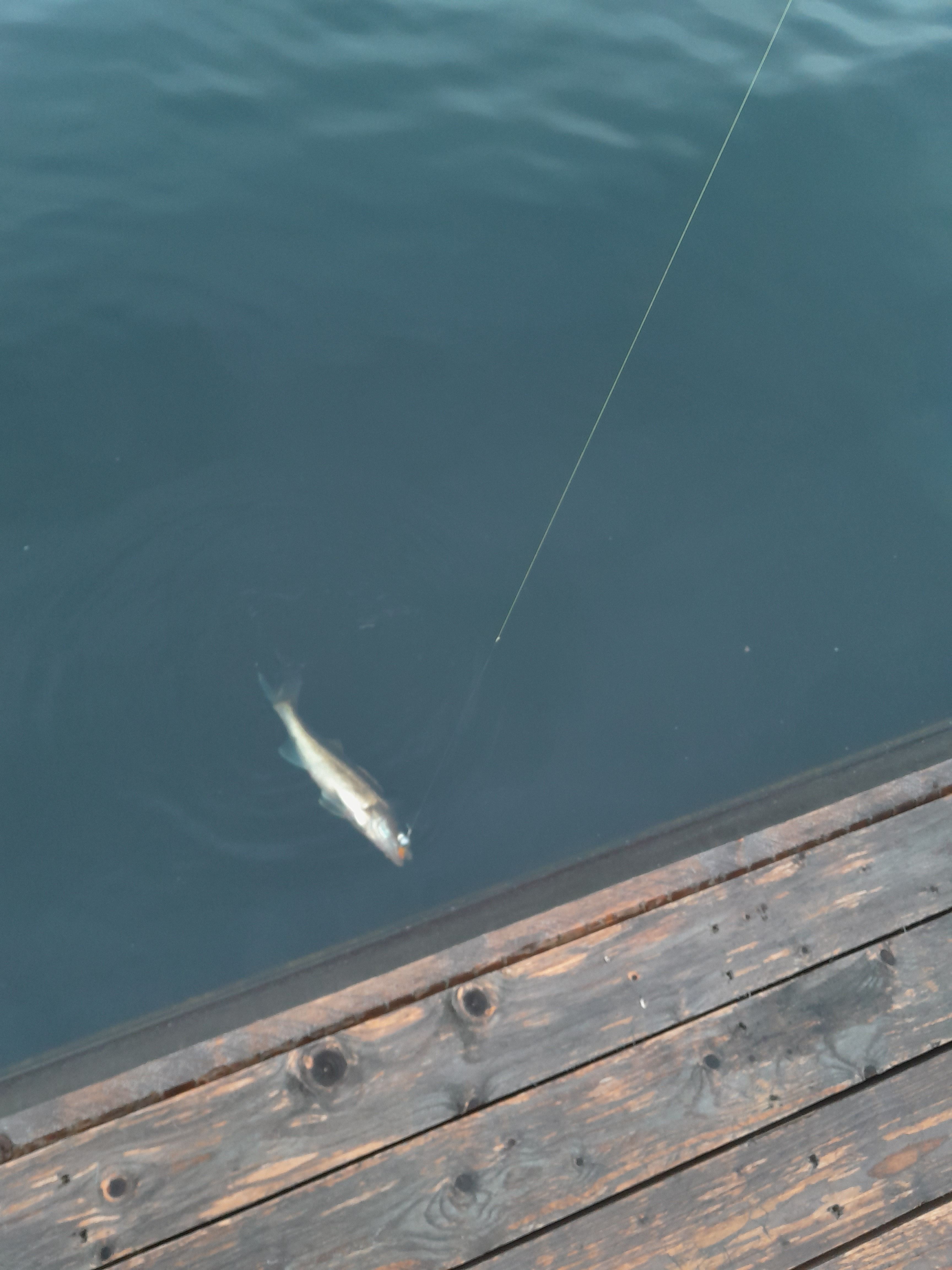 Evening Zander - Fishing Reports - DECKEE Community