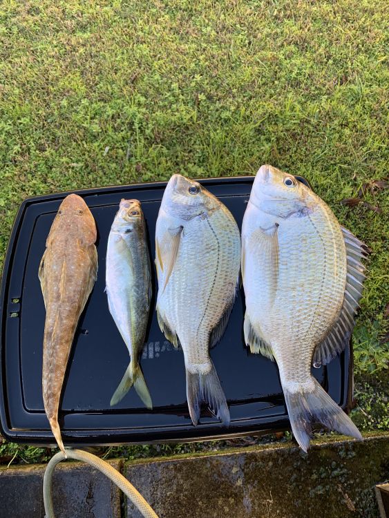 Bream about - Saltwater Fishing Reports - DECKEE Community