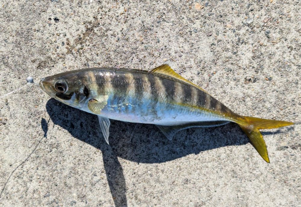 What fish is this? Looks different to other yakkas (Yellowtail Scad ...