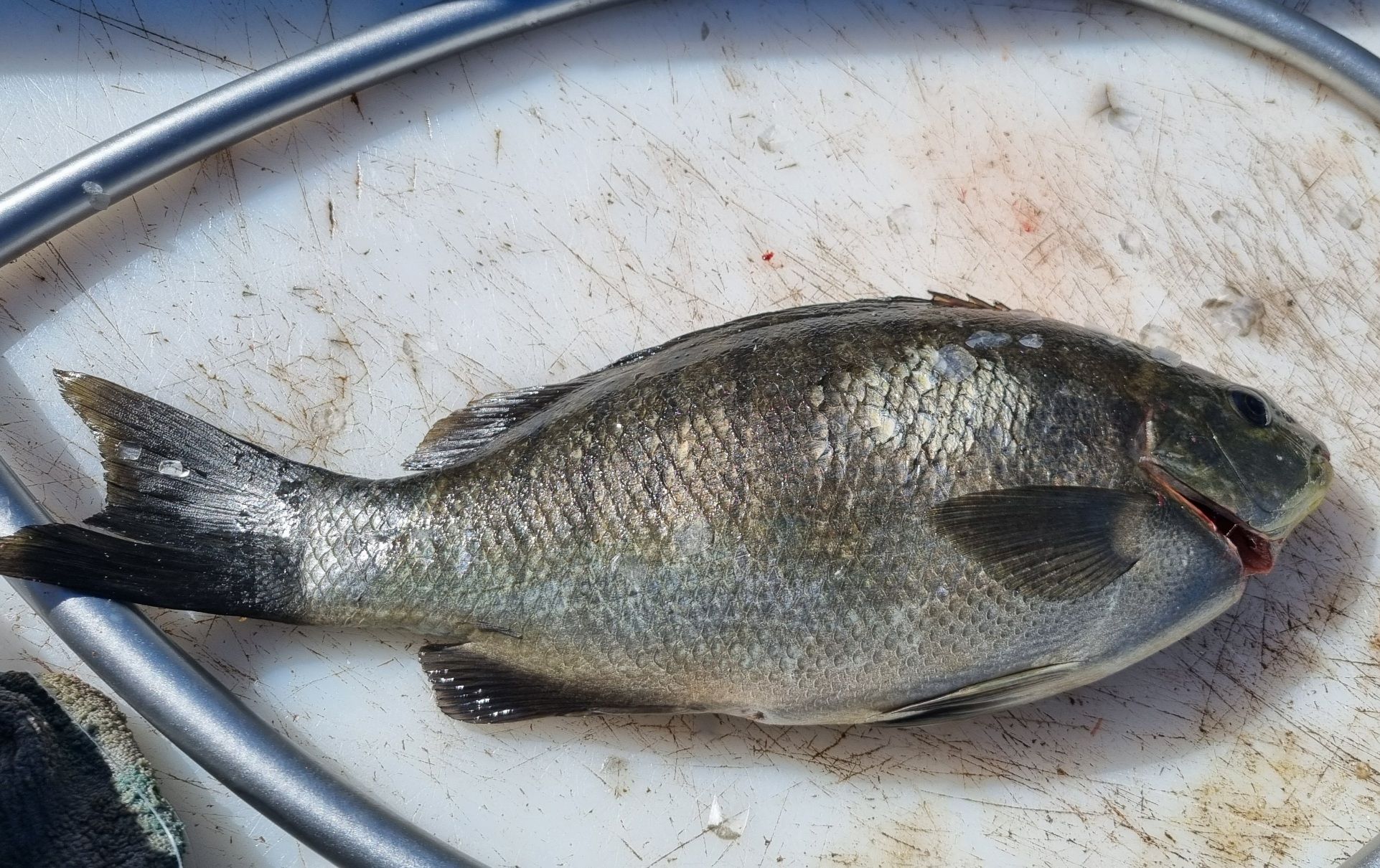 First luderick - Saltwater Fishing Reports - DECKEE Community