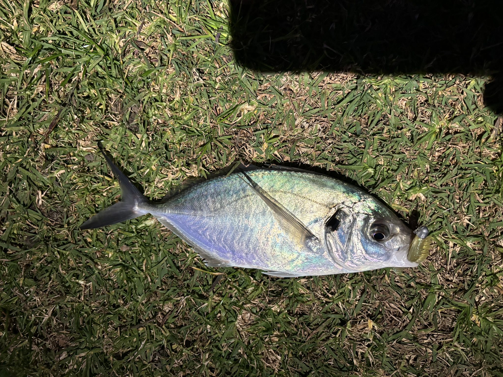 Changed lures and technique and it was fish on - Saltwater Fishing ...