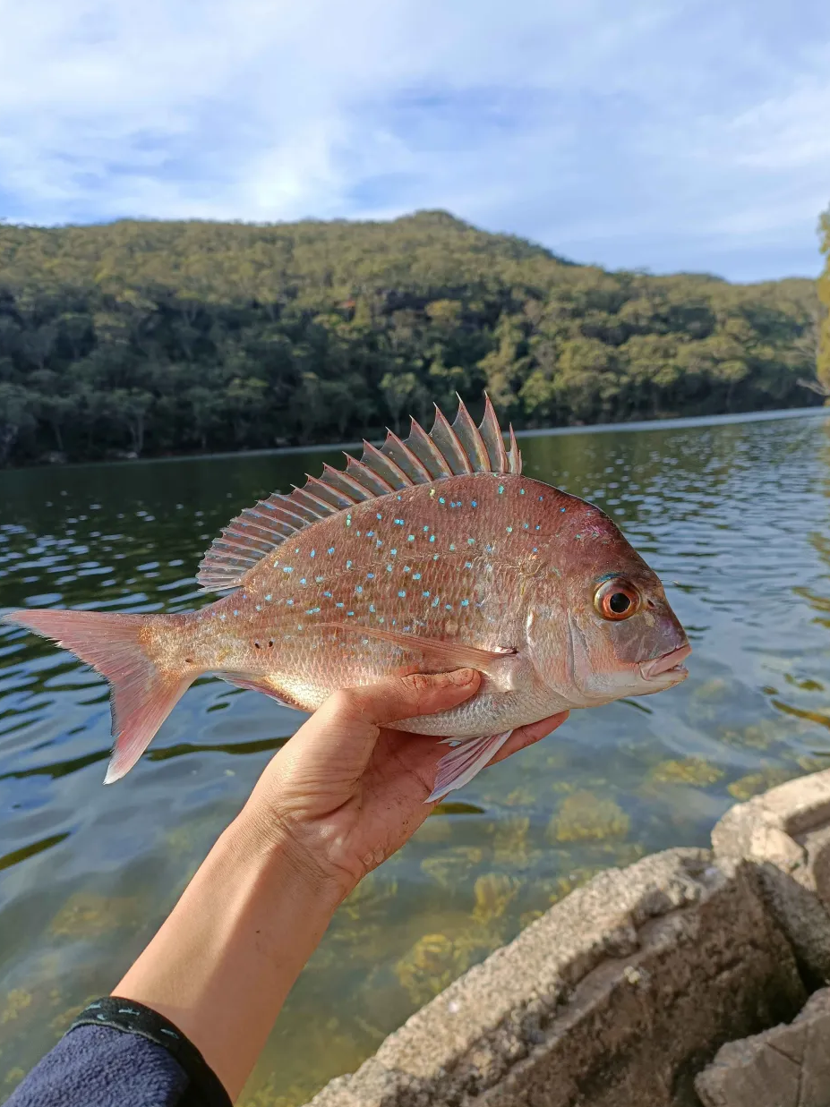 First time at Illawong Bay - Saltwater Fishing Reports - DECKEE Community
