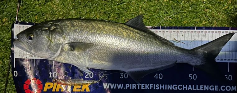 Tailor PB - Saltwater Fishing Reports - DECKEE Community