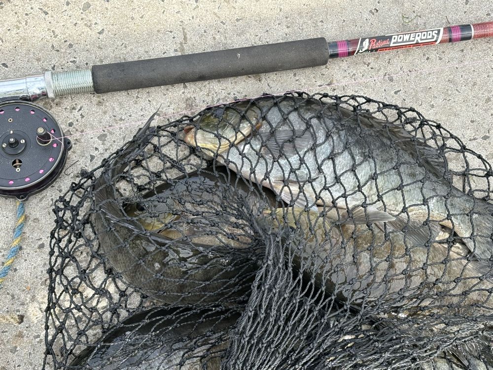 Lower Harbour Luderick - Saltwater Fishing Reports - DECKEE Community