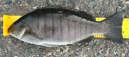 Big luderick eating qualities - Saltwater Fishing Chat - DECKEE Community