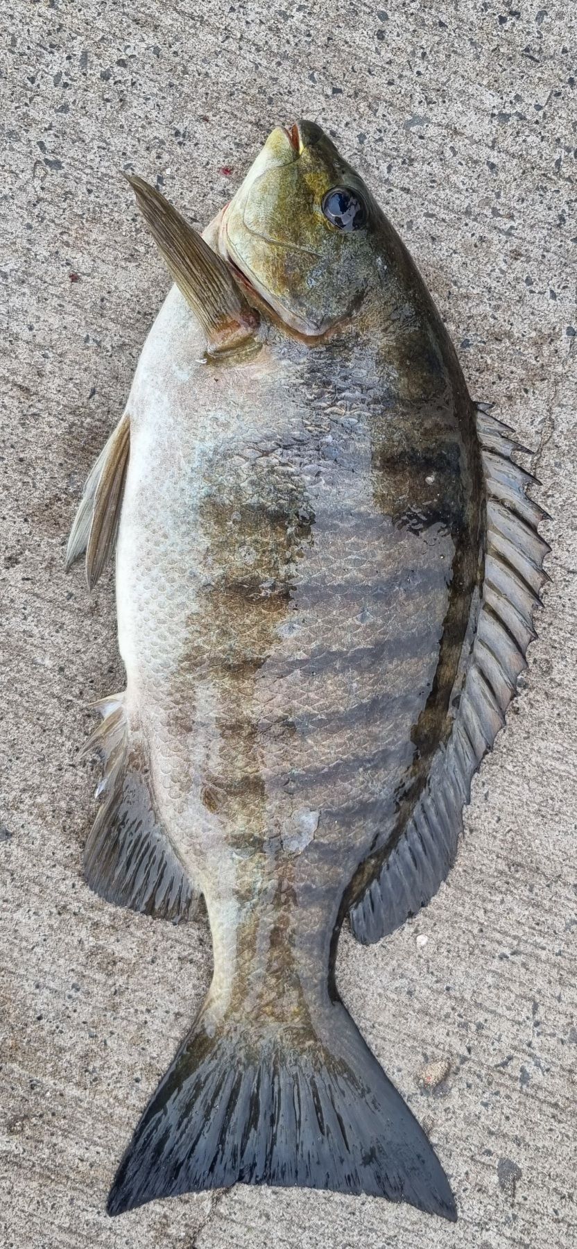 For the love of luderick - Saltwater Fishing Reports - DECKEE Community