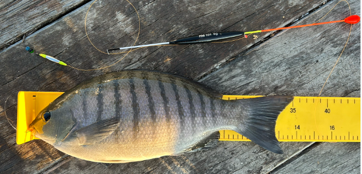Lane Cove Luderick - Part 2 - Saltwater Fishing Reports - DECKEE Community