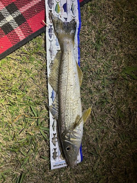 Davistown LB - The power of nippers - Saltwater Fishing Reports ...