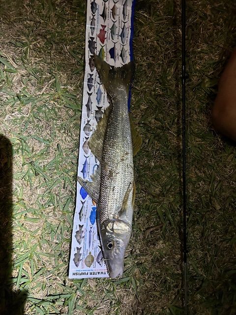 Davistown LB - The power of nippers - Saltwater Fishing Reports ...