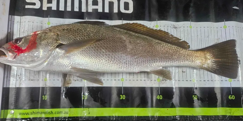 Georges river mulloway - Saltwater Fishing Reports - DECKEE Community