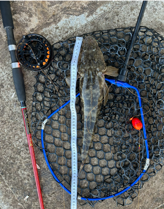 Local Lud #4 and a surprise species - Saltwater Fishing Reports ...