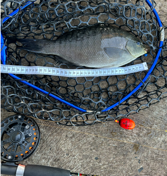 Local Lud #4 and a surprise species - Saltwater Fishing Reports ...