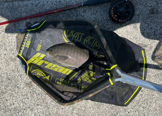 Local Lud #4 and a surprise species - Saltwater Fishing Reports ...