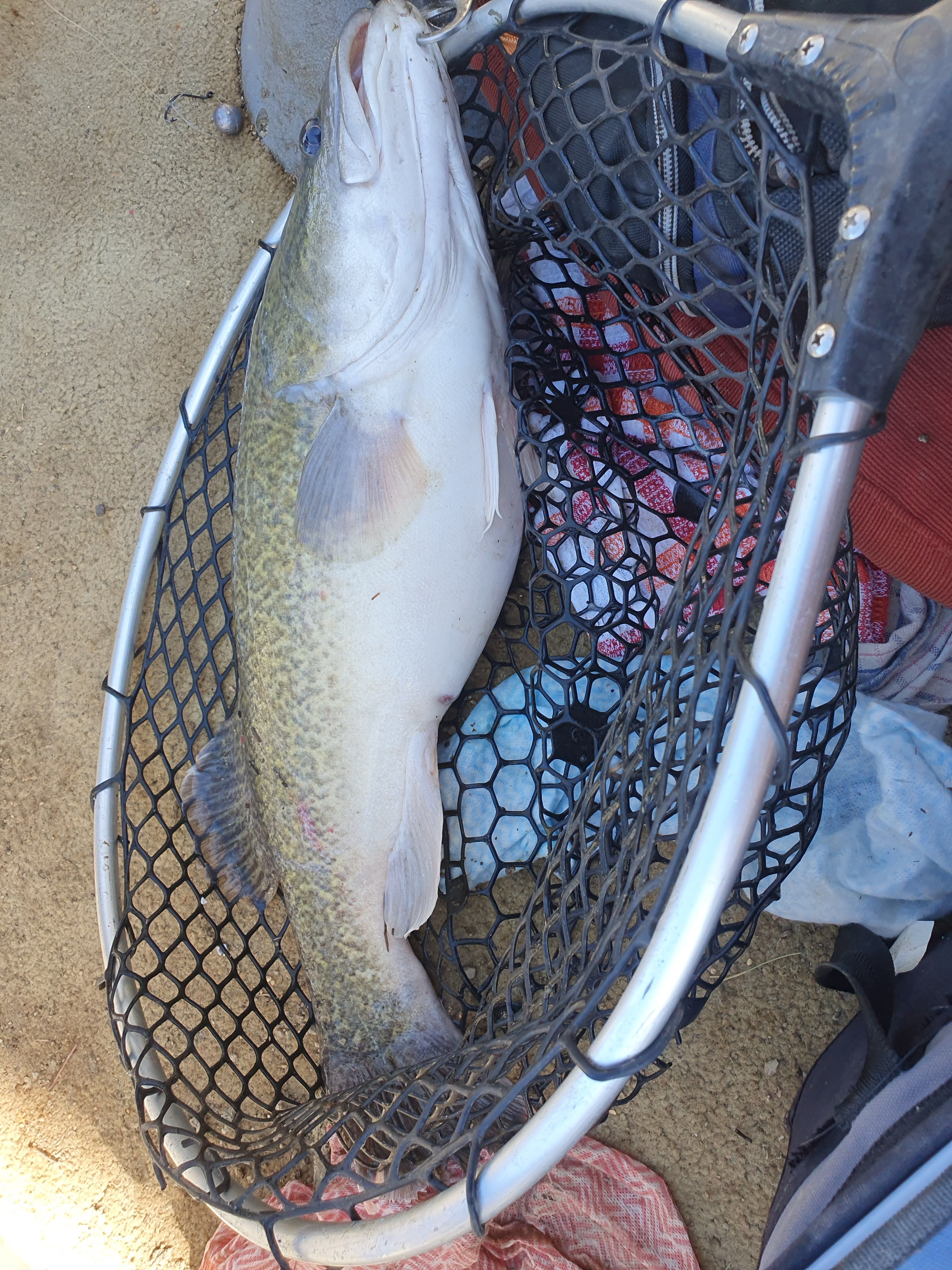 Cod opening from the Murrumbidgee River... - Freshwater Fishing Reports ...