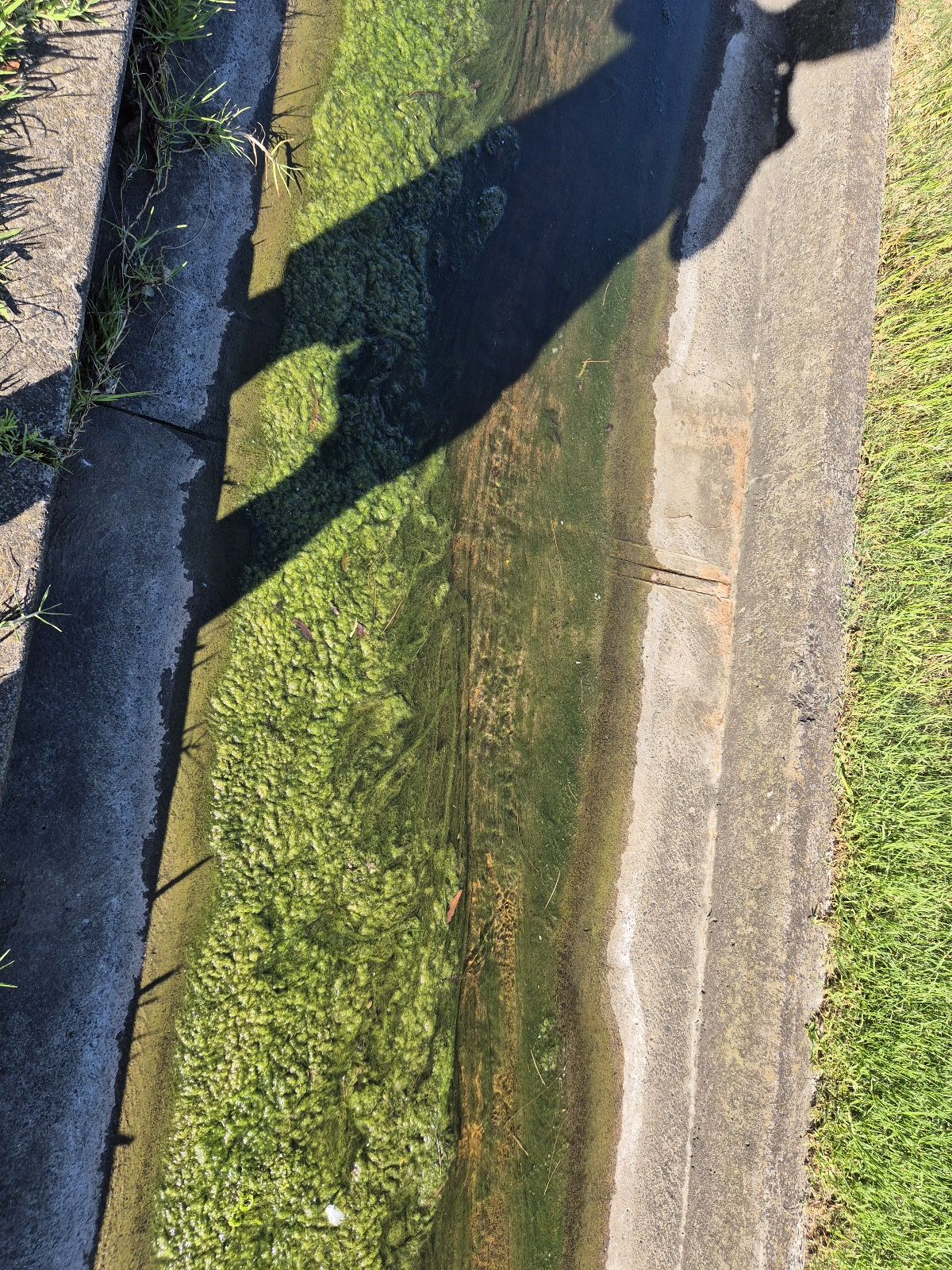 Fresh water luderick weed - Saltwater Fishing Chat - DECKEE Community