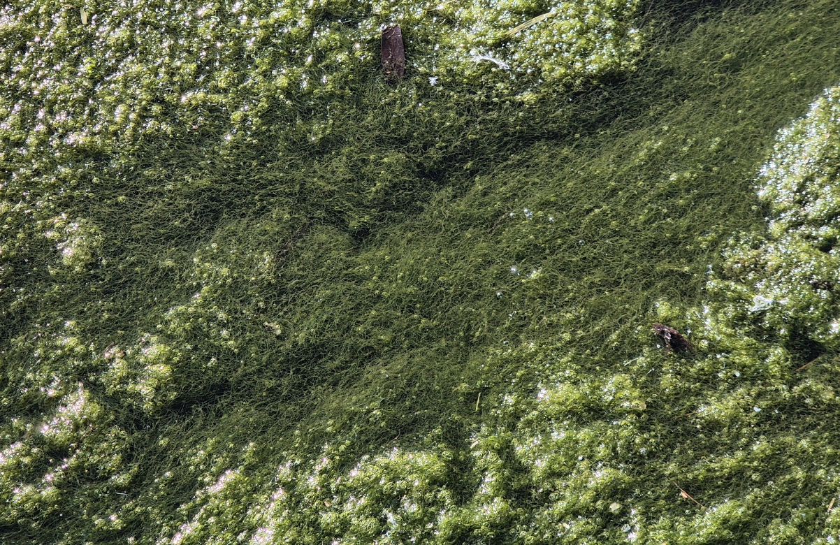 Fresh water luderick weed - Saltwater Fishing Chat - DECKEE Community