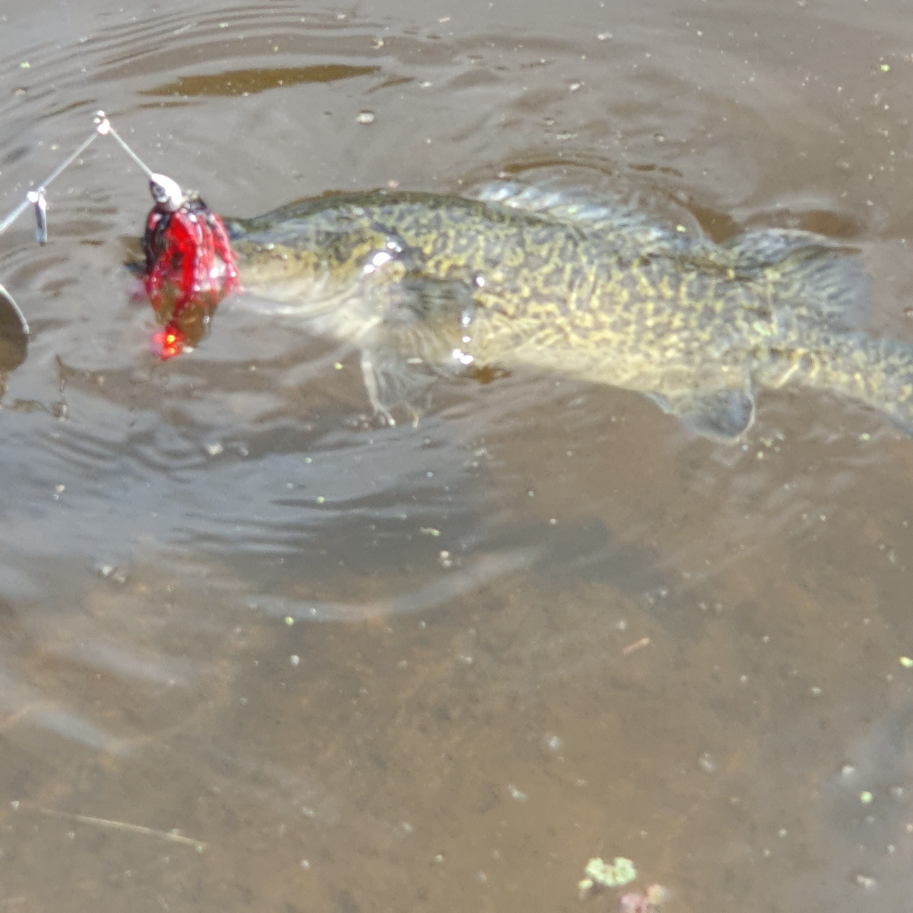 New england weeknd cod again - Freshwater Fishing Reports - DECKEE ...