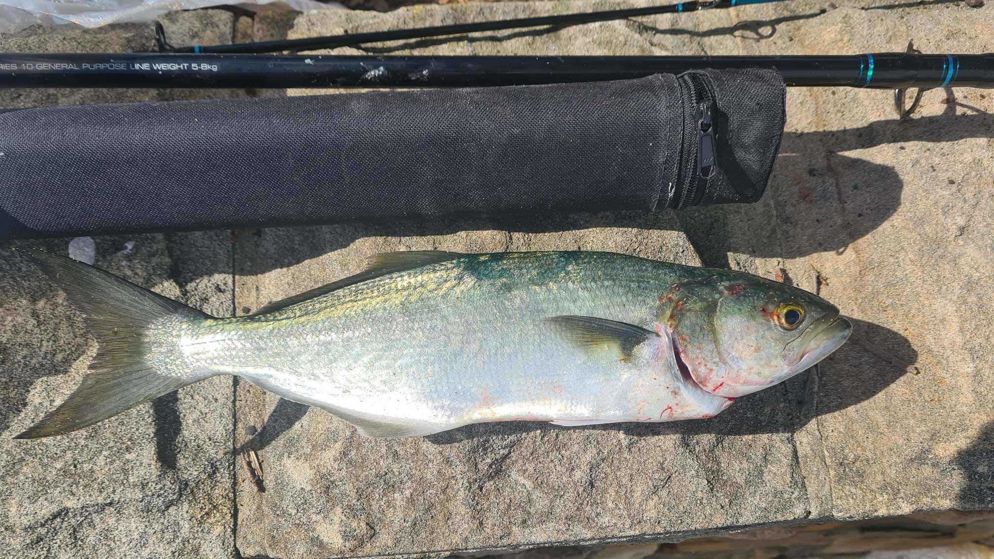 Tailor catch and cook - Saltwater Fishing Reports - DECKEE Community